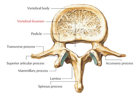 A Vertebralis Anatomie Gefäßpathologien Und Kdsk