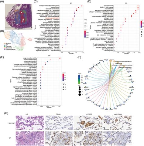 Integrated Multi‐omics Profiling Landscape Of Organising Pneumonia Pmc