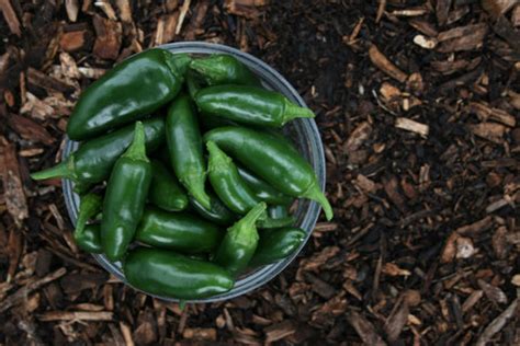 Del Jalapeño Al Chipotle El Tradicional Chile Ahumado De México Don