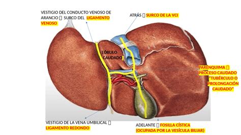 Anatomía Del Hígado Apuntes De Anatomía Docsity