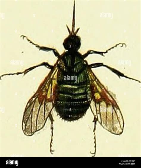 This Work Outlines The Genera Of Crustaceans And Insects Organized