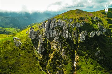 Spectacol La început De Vară Bujorii De Munte Din Ciucaș Zbor Peste Munții României