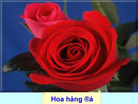 M«i tr­êng xung quanh Gi¸o ¸n §Ò tµi Mét sè lo¹i hoa - ppt download