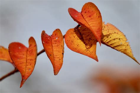 Red Leaves Prunus Free Photo On Pixabay