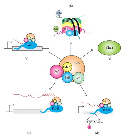 The Roles Of The Paf1 Complex And Associated Histone Modifications In