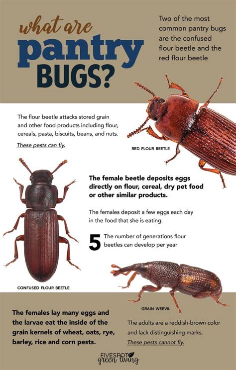 What Are Pantry Bugs Pantry Bugs Pest Control Pests