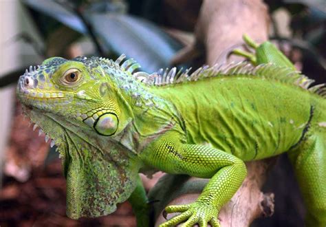Iguanas Imagui