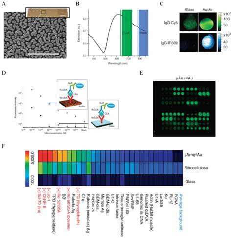 Fluorescence Enhanced Protein Microarray On Au Au Film A Scanning Download Scientific