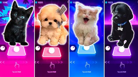 Cute Cat Dance Monkey Vs Cute Dog Marshmello Vs Cute Cat Believer Vs