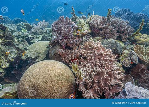 Coral Reef South Pacific Stock Image Image Of Sponges 232550467