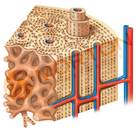 Compact Bone Unlabeled Print Out Femur Bone Anatomy Labeled Diagram