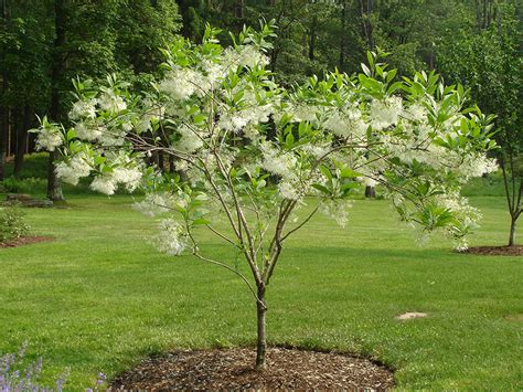 White Fringe Tree Growth Rate At Deloris Colvin Blog