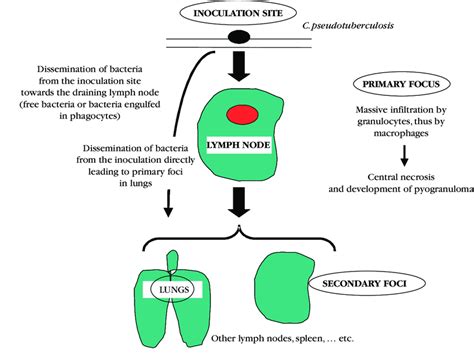 Schematic Development Of Pyogranuloma During An Experimental Download Scientific Diagram
