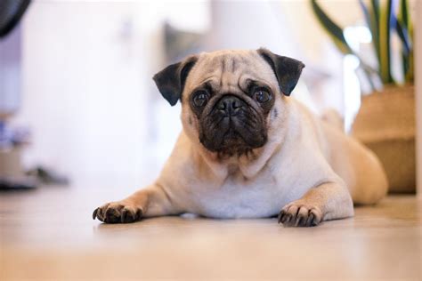 Common Health Problems In Pug Dogs Pug Dog Breed