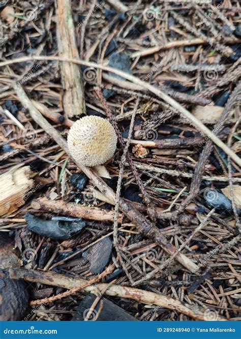 Phylum Basidiomycota Puffballs