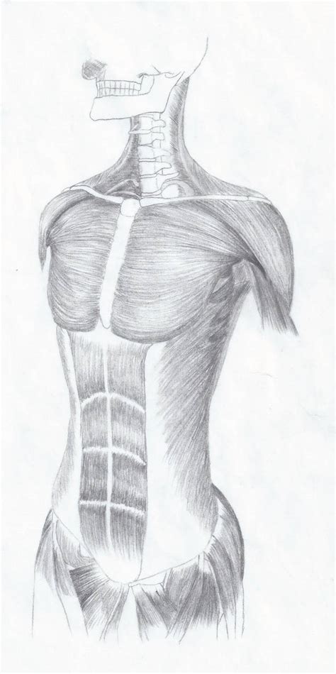 Female Muscular System By Aragother On Deviantart