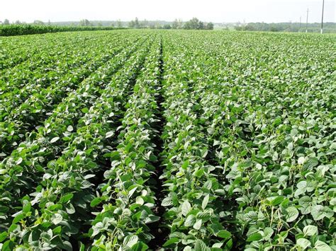 Соя растение картинки 47 фото