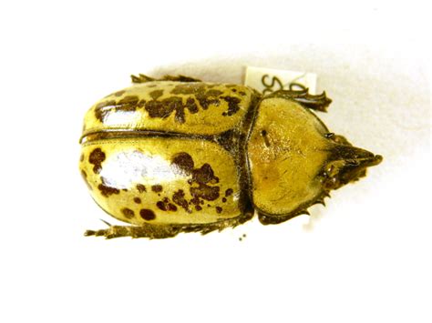 Coleoptera