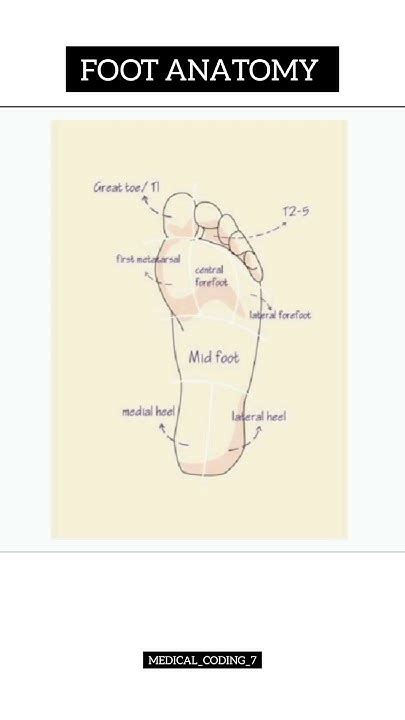 Foot Anatomy Anatomy Foot Medicalcoding Anatomy Medical Coding