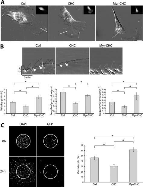 Chc Controls The Protrusion Rate Of Leading Edges And Cell Migration