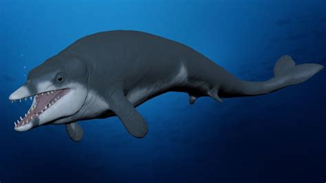 Fossil Discovery May Be One Of The Oldest Smallest Aquatic Whales