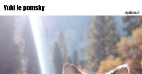 Yuki Le Pomsky Blagues Et Les Meilleures Images Drôles