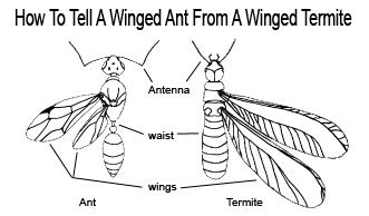Winged Termites Identification