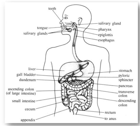 Human Digestive System Diagram Class 10