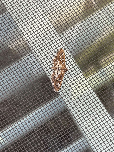 Samea Castellalis Rinsects