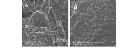 Scanning Electron Micrographs Sem Of A Ch And B Pmch Download