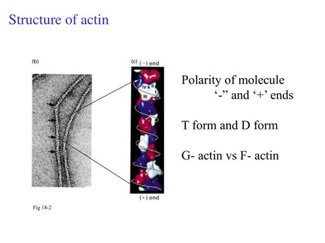 Ppt Actin Powerpoint Presentation Free Download Id 4377286