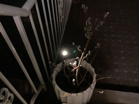 Bubba Jones Desert Willow Trees For Sale