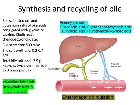 Function Of Liver And Effect Of Bile For Digestion Of Fat Ppt