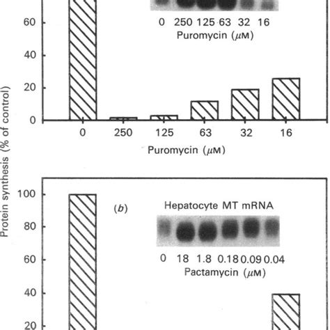 Effects Of Various Concentrations Of Puromycin A And Pactamycin Download Scientific Diagram