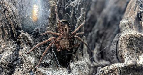 Swapsies Album On Imgur