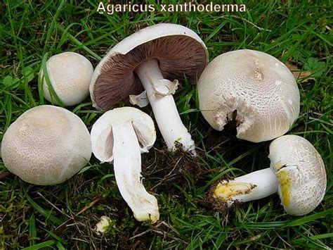 Ciupercile Prieteni Sau Duşmani Agaricus Xanthoderma