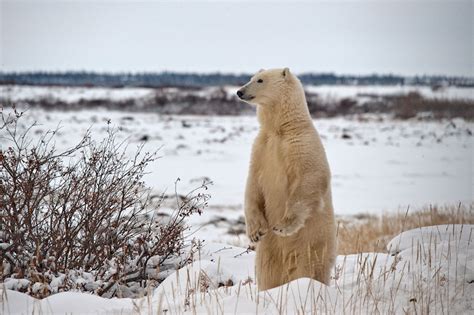 The Rich Wildlife Of Hudson Bay Churchill Wild Polar Bear Tours