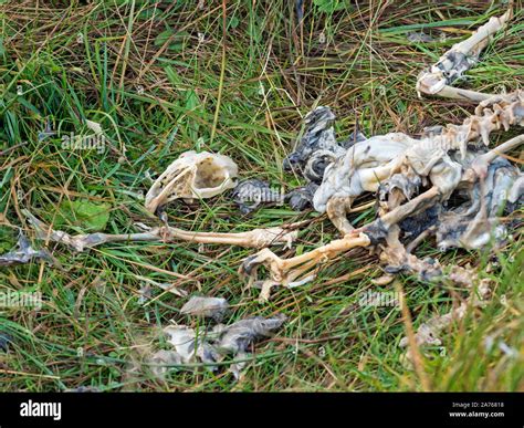 Skull And Skeleton Of Dead Rabbit Oryctolagus Cuniculus Shetland