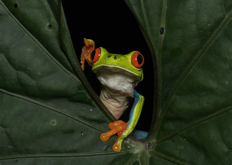 2278 Fotos Y Imágenes De Anfibios Gratis · Banco De Fotos Gratis