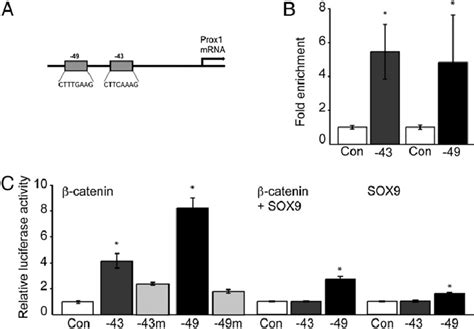 Prox1 Enhancer Contains Functional Tcflef Sites A Two Tcflef Sites