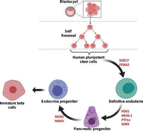 Directed Differentiation Of Human Embryonic Stem Cells Hescs Derived Download Scientific