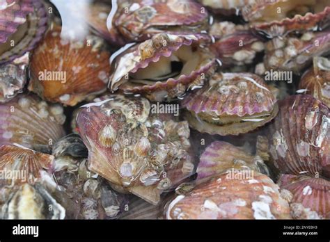 Live Sea Scallops