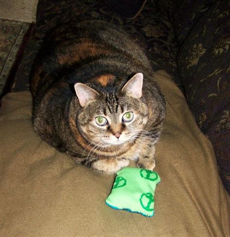 set of 3 organic catnip pillows for cats and kittens new item cats