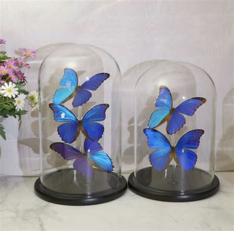 幻蝶 高清图片，堆糖，美图壁纸兴趣社区