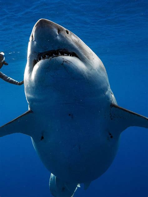 Biggest Great White Shark In The World Ever Recorded