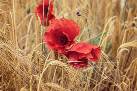 罂粟花 花朵 红罂粟 Pixabay上的免费照片 Pixabay