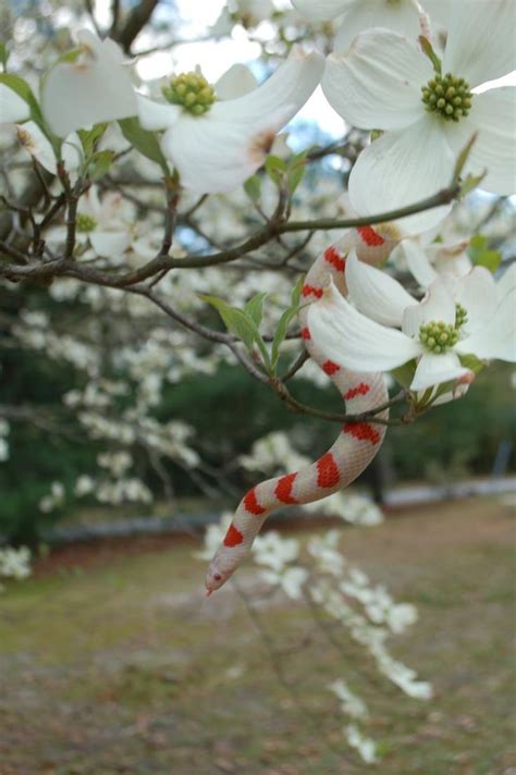 22 Best Ball Python Images On Pinterest Reptiles Ball Python And Python Regius