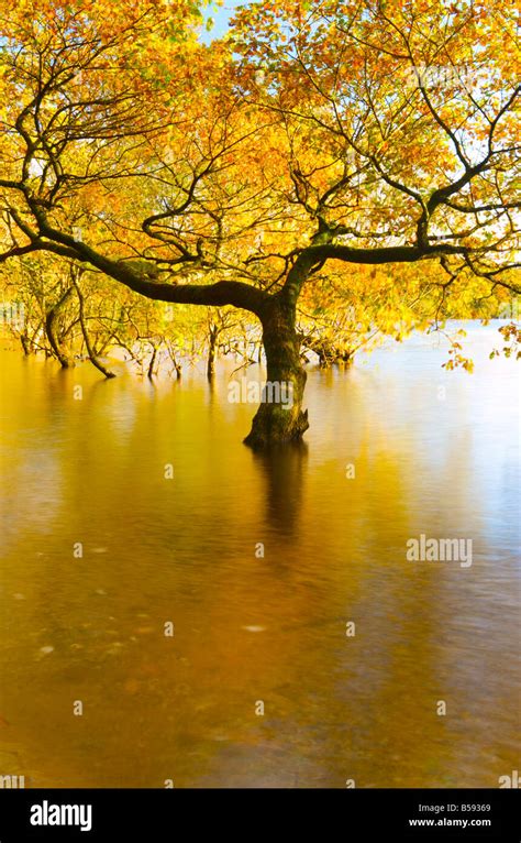 Tree Surrounded By Water Hi Res Stock Photography And Images Alamy
