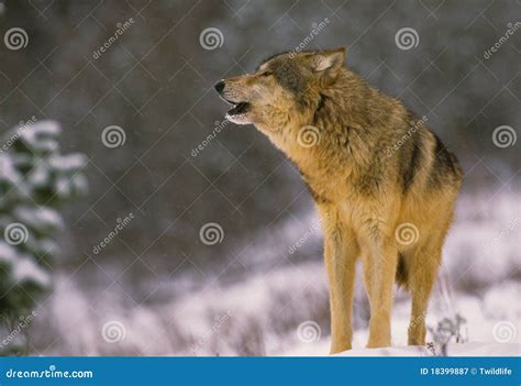 Gray Wolf Howling Stock Image Image Of Wolves Mammal 18399887