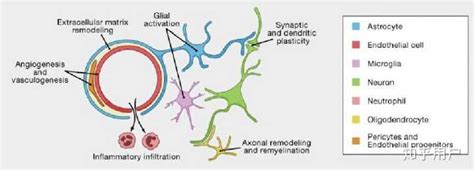 什么是神经血管单元？各单元间如何相互作用？ 知乎